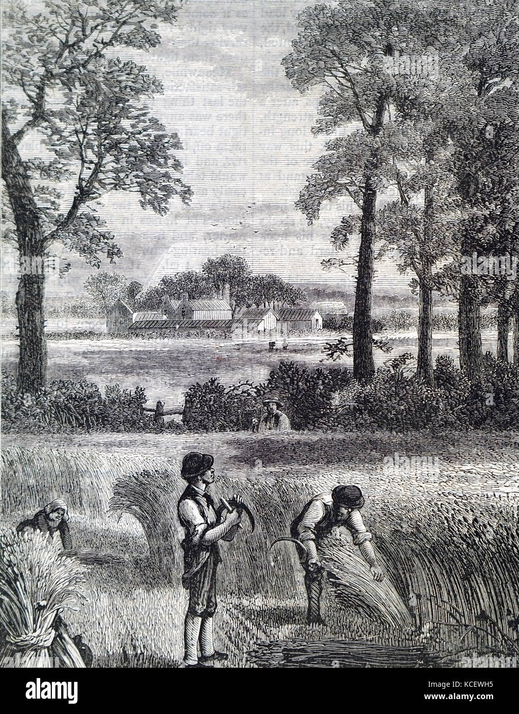 Engraving depicting the reaping of barley by hand. Dated 19th Century ...