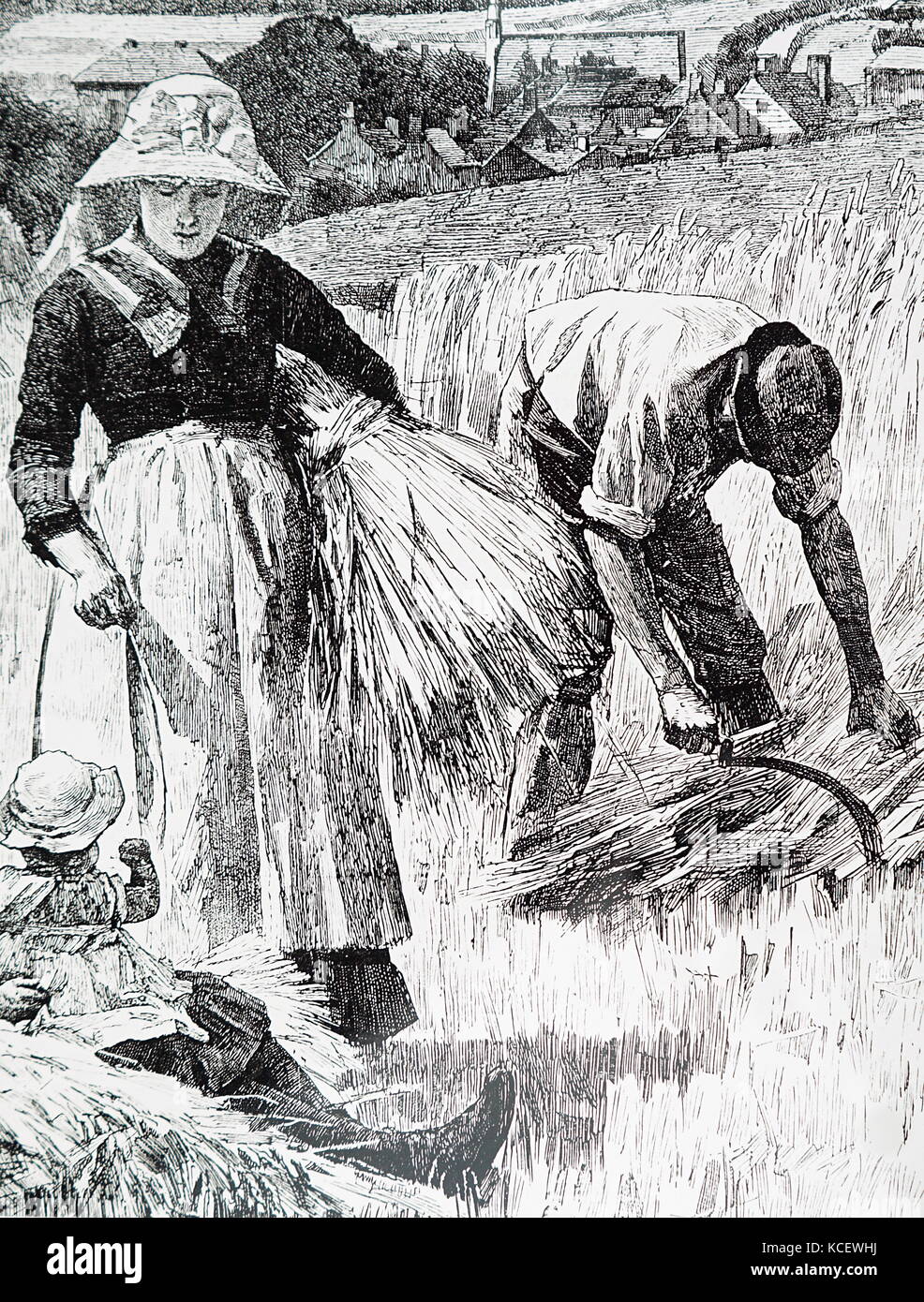 Binding crops hi-res stock photography and images - Alamy