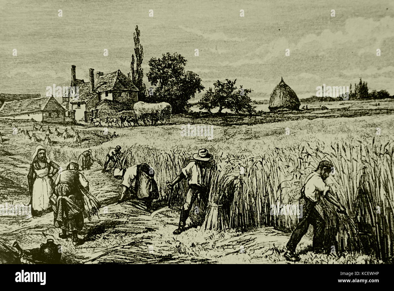 Engraving depicting the reaping of barley by hand. Dated 19th Century ...