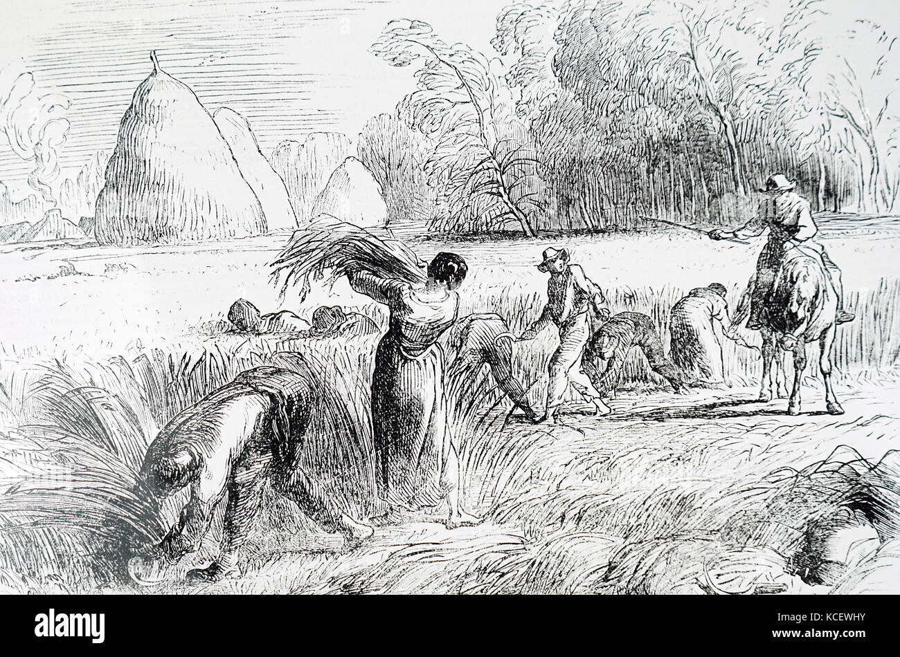 Hand Illustration Engraving High Resolution Stock Photography and ...