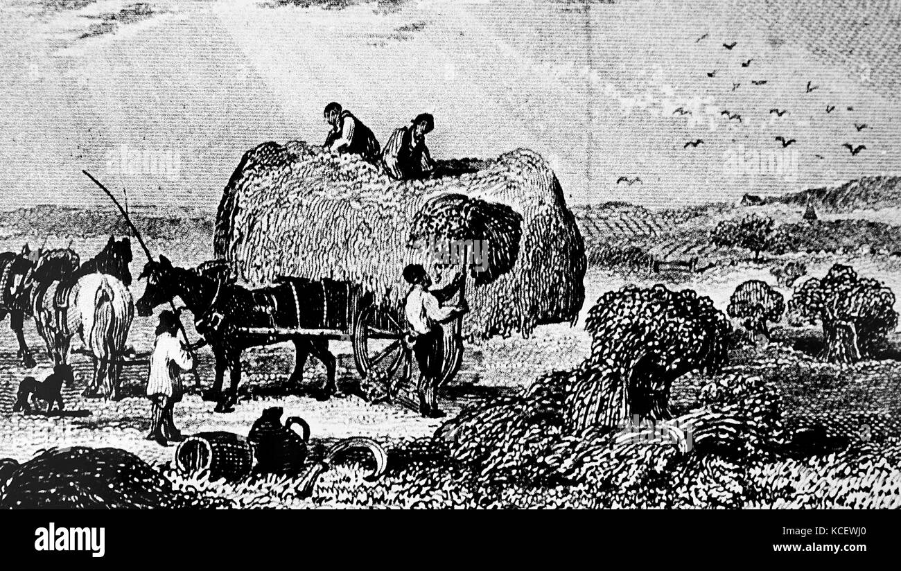 Engraving depicting the reaping of barley by hand. Dated 19th Century ...