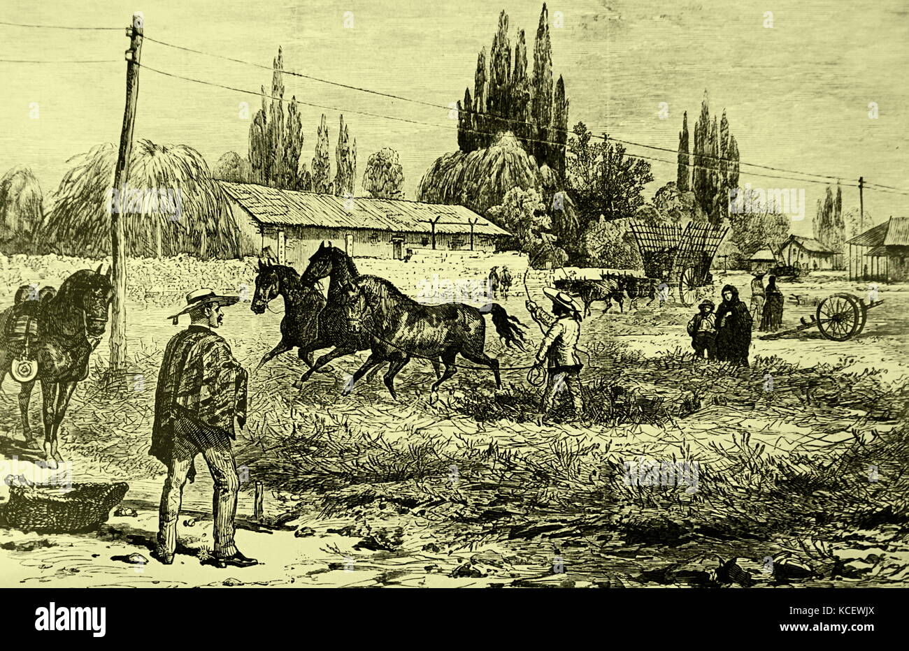 Engraving depicts threshing with horses in Spain. Threshing is a method ...
