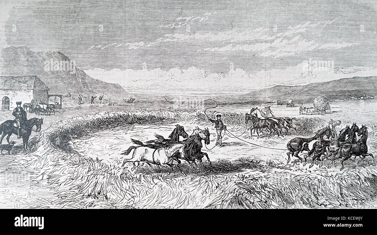 Engraving depicts threshing with horses in Spain. Threshing is a method ...