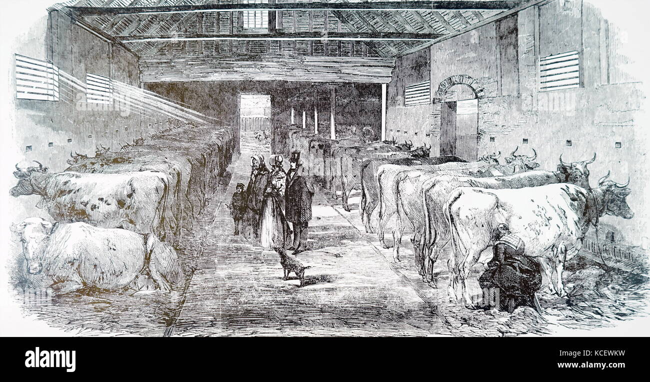 Dairy farming historical hi-res stock photography and images - Alamy
