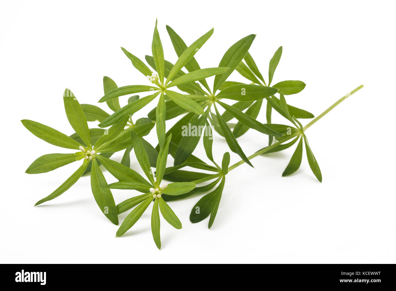 Fresh sweet woodruff with flowers isolated on white background Stock ...
