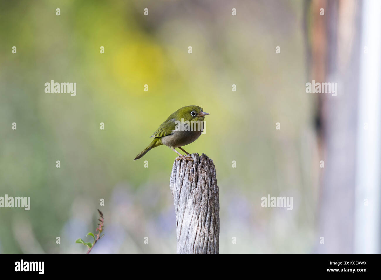 Australian Silvereye sitting on a fence post Stock Photo - Alamy