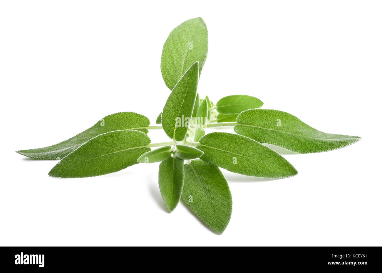 fresh sage isolated on white background Stock Photo - Alamy