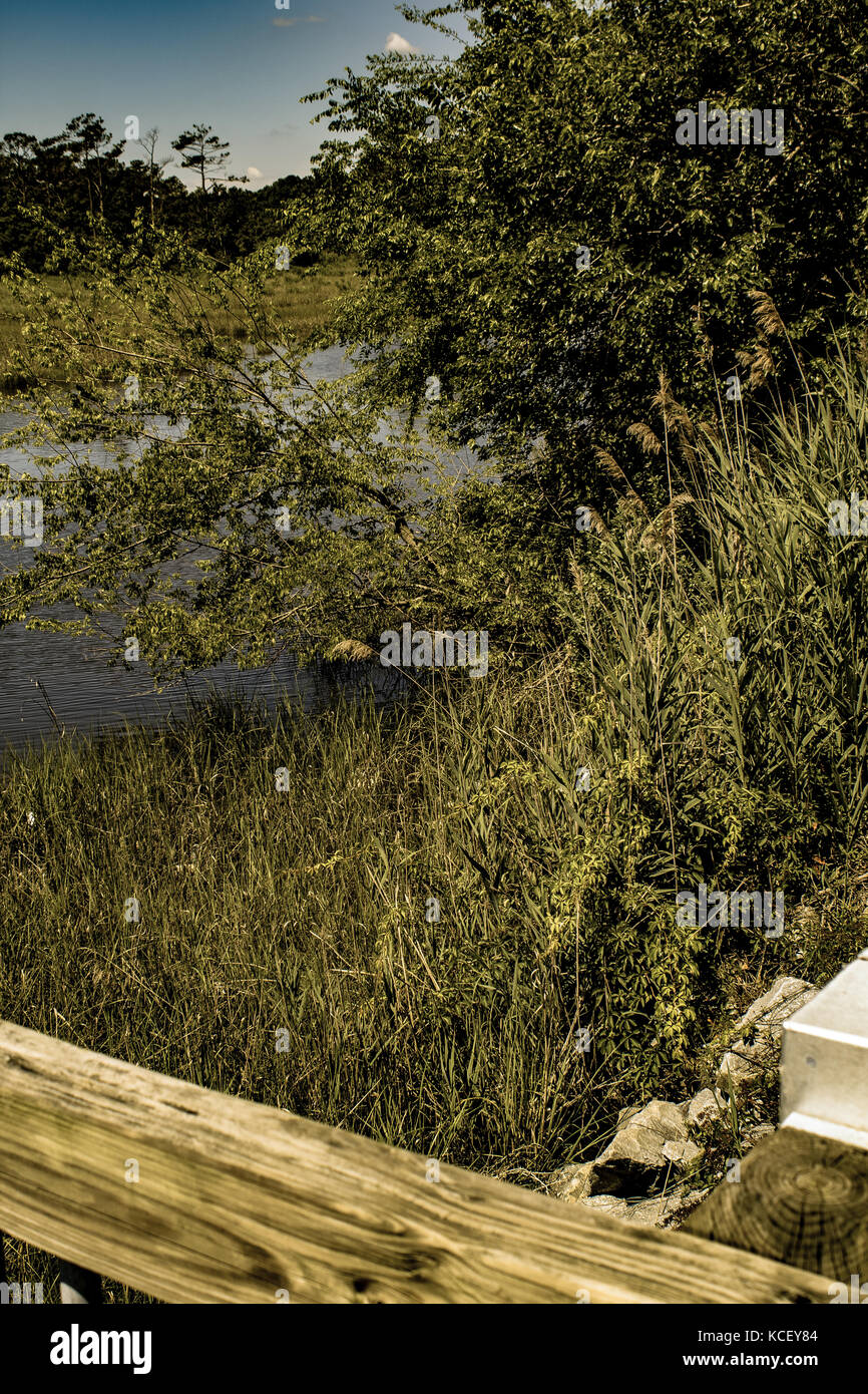 Hidden swamp lake hi-res stock photography and images - Alamy