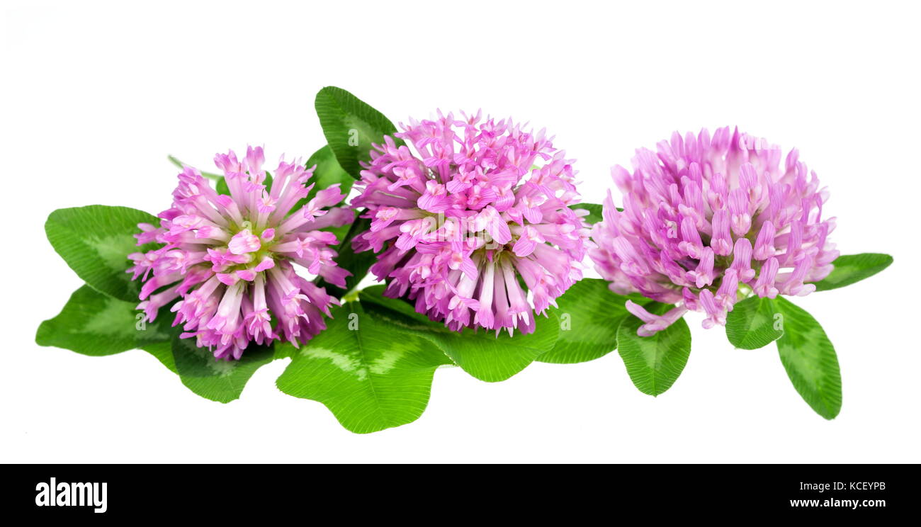 Red clover flowers and leaves isolated on white background Stock Photo ...