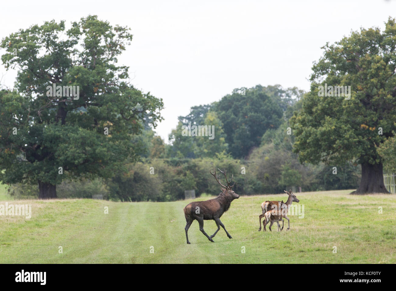 Windsor, UK. 4th October , 2017. Red deer, including a stag, move ...