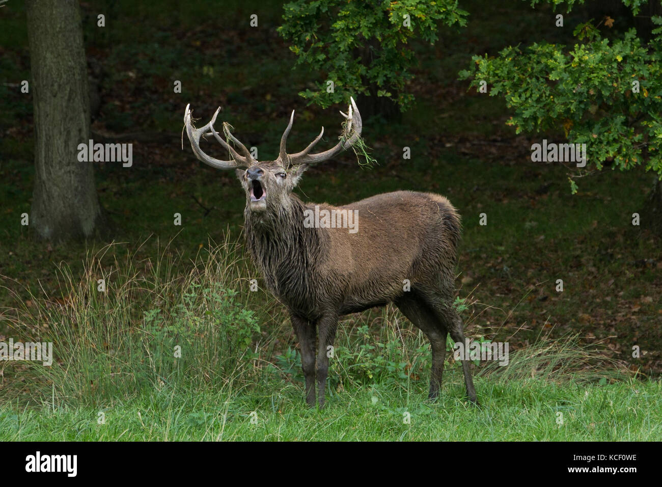 Windsor, UK. 4th October , 2017. A stag throws back its head to bellow ...