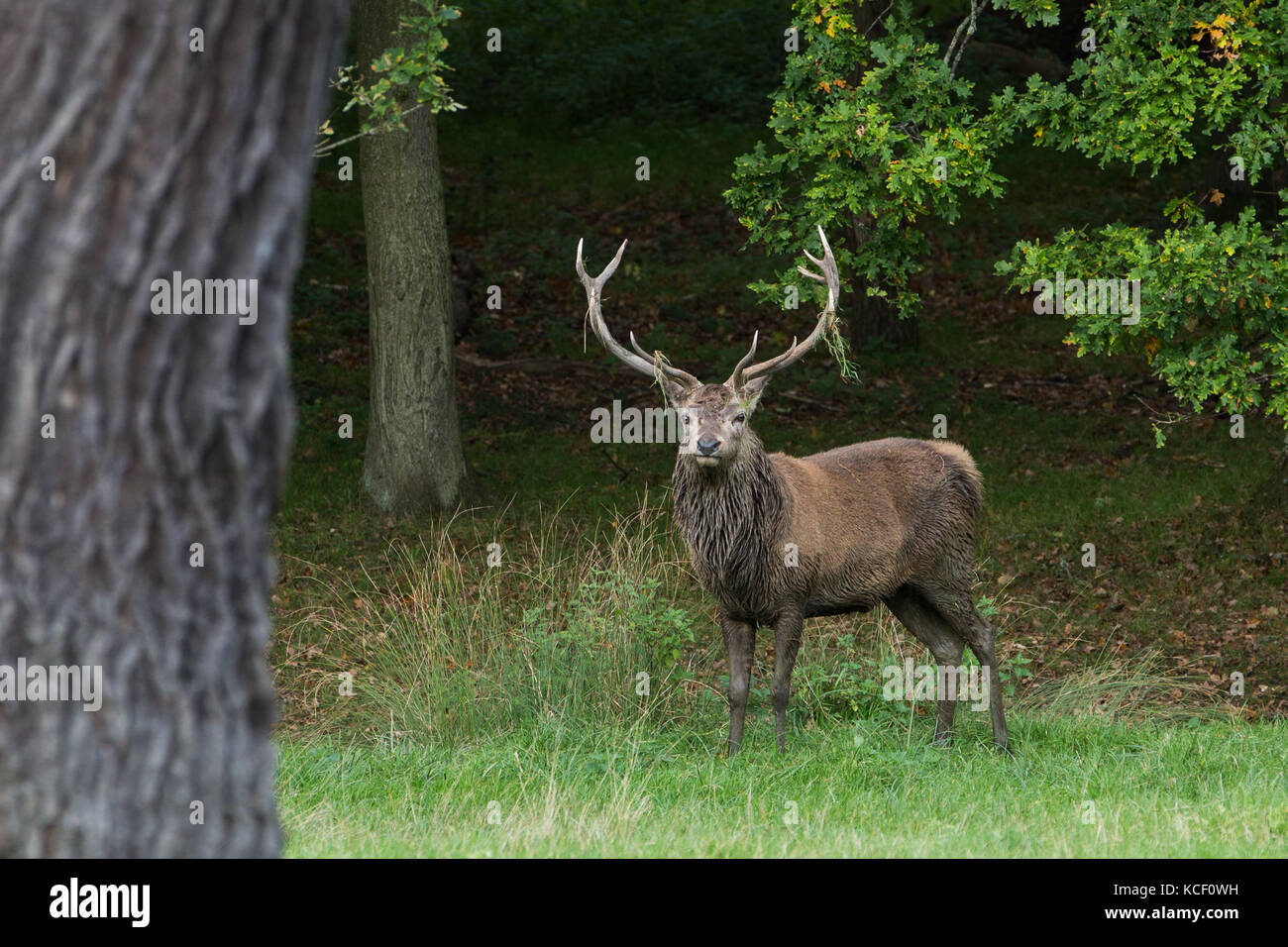 Windsor, UK. 4th October , 2017. A stag stands with grass on its ...