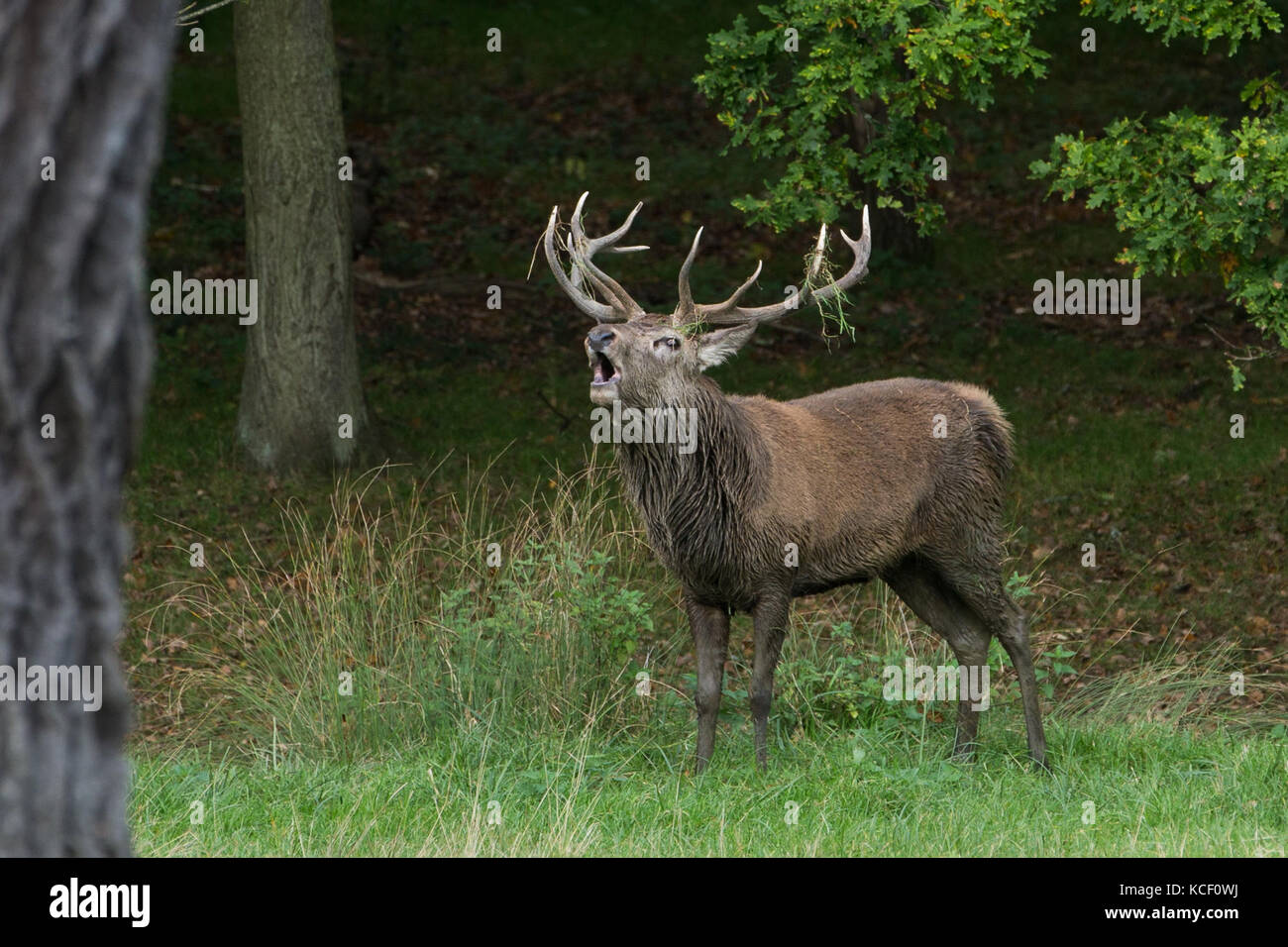 Windsor, UK. 4th October , 2017. A stag throws back its head to bellow ...