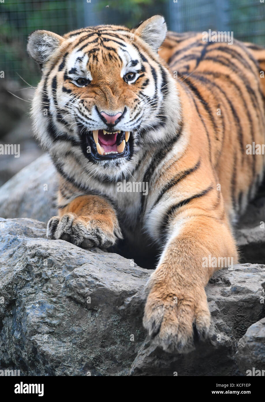 Tempelfelde, Germany. 4th Oct, 2017. Tiger 'Diego', photographed in his ...