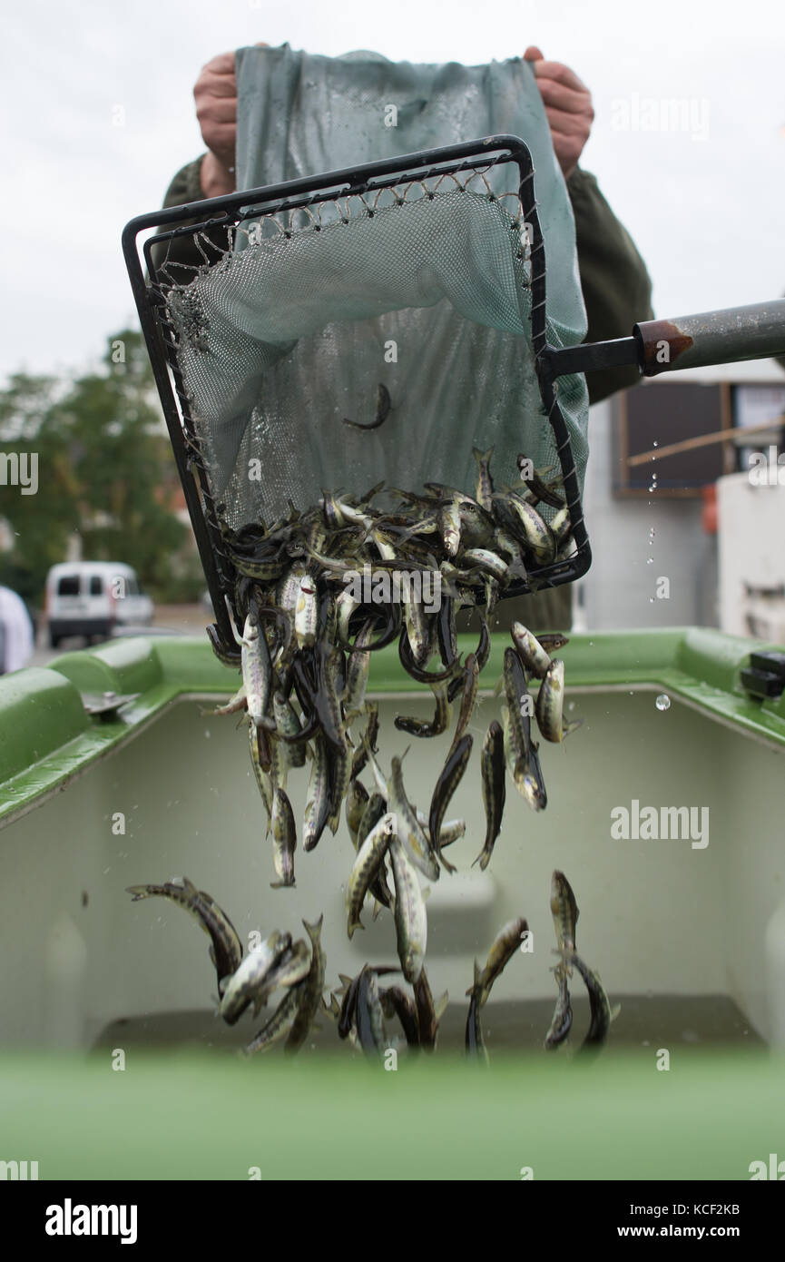 A member of the fishing club Zerbst releases Danish salmon into the ...