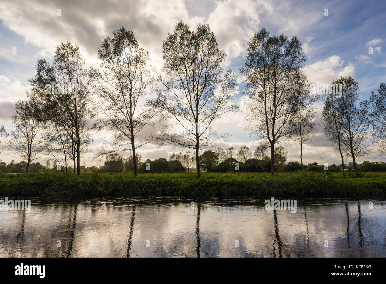 A line of trees on a riverbank reflected in the river water, Avon ...