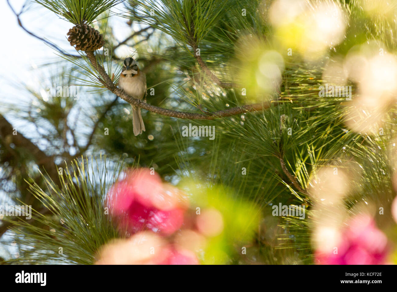 Light scattering in the lens hi-res stock photography and images - Alamy
