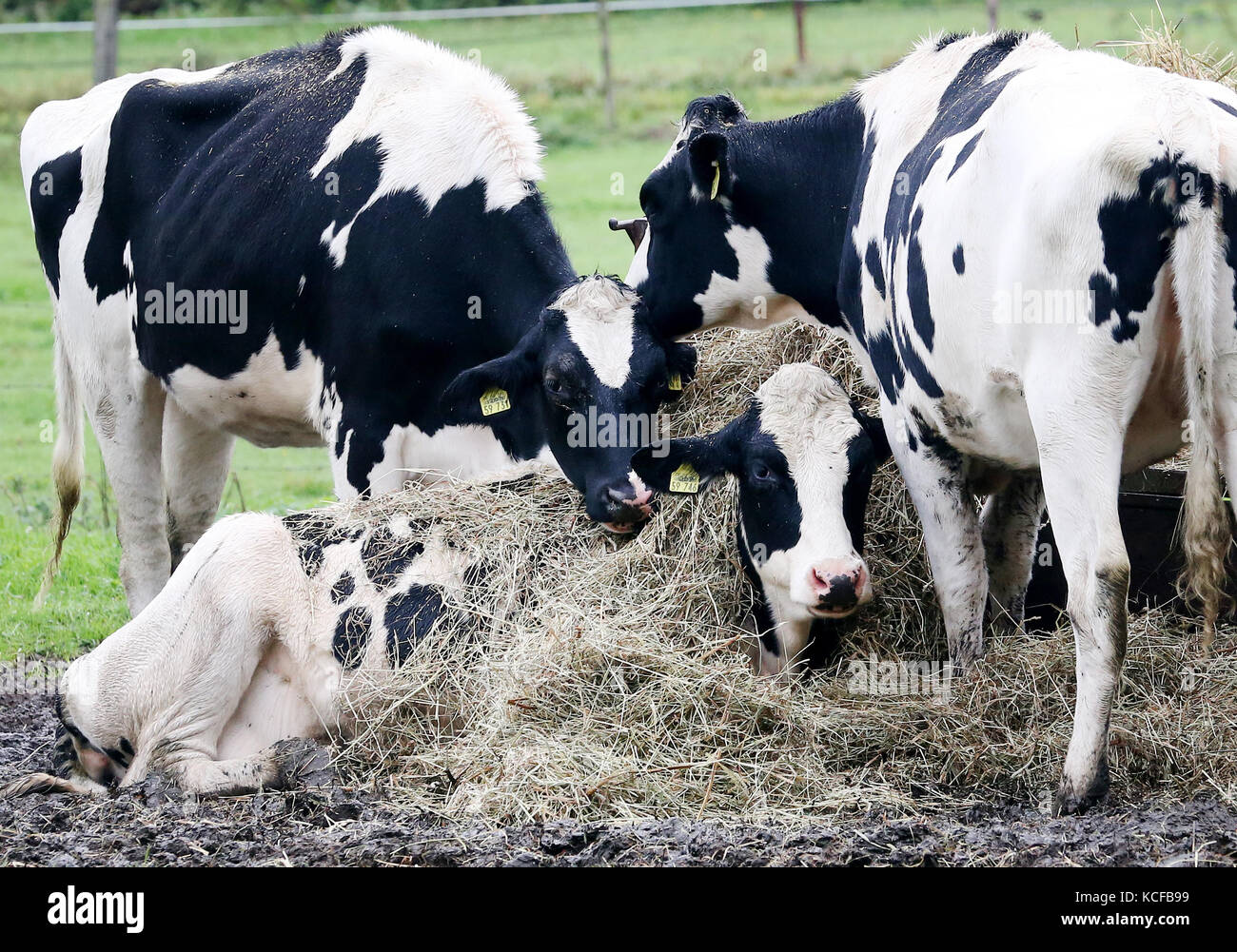 Meerbusch, Germany. 05th Oct, 2017. Cows eating hay at a feeding ...