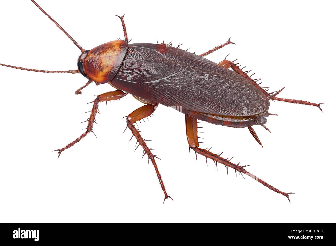 Cockroach bug american Stock Photo - Alamy