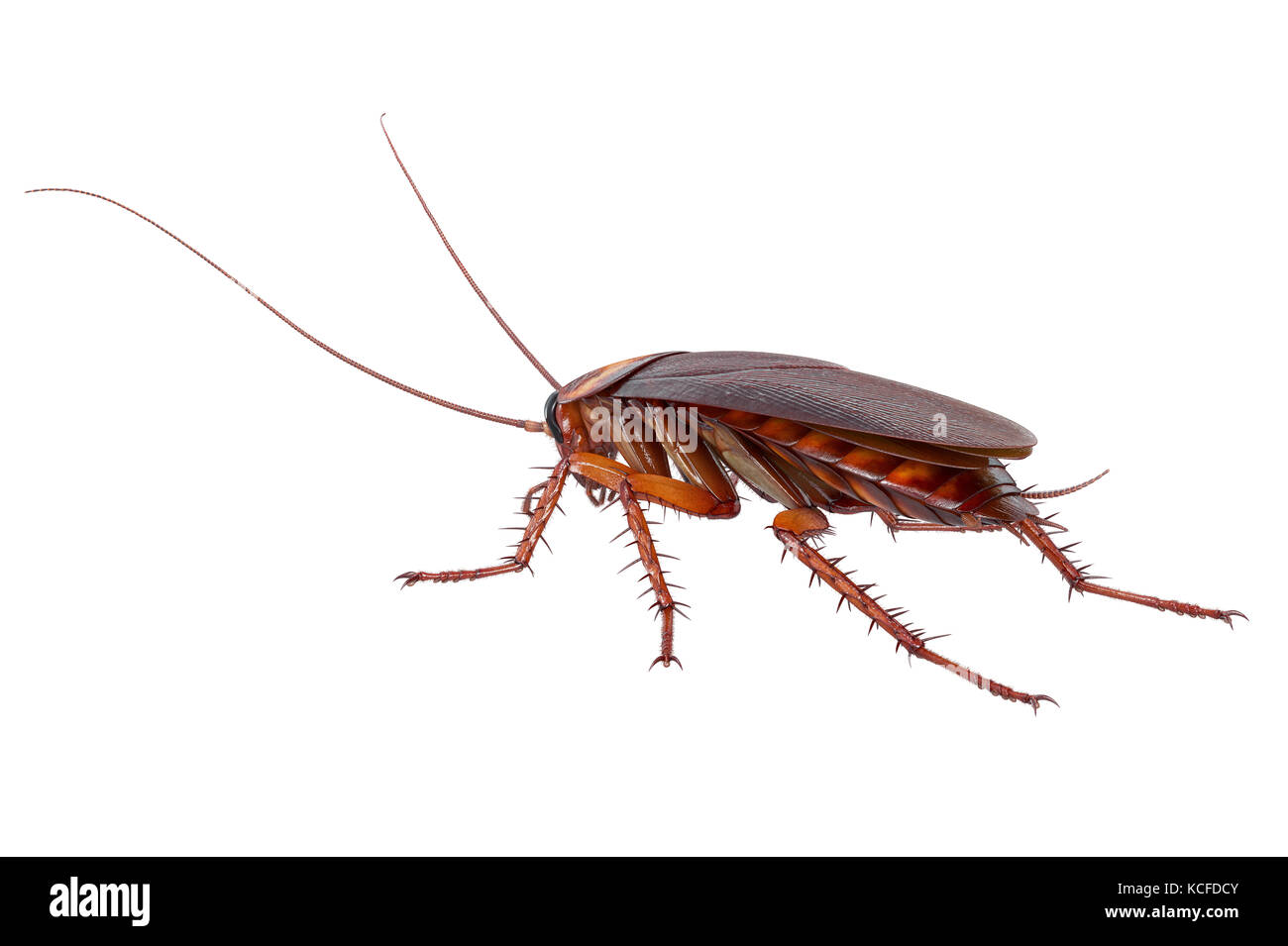 Cockroach bug insect small Stock Photo - Alamy