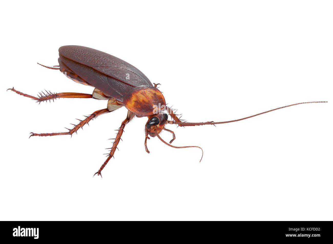 Cockroach bug insect orange Stock Photo - Alamy