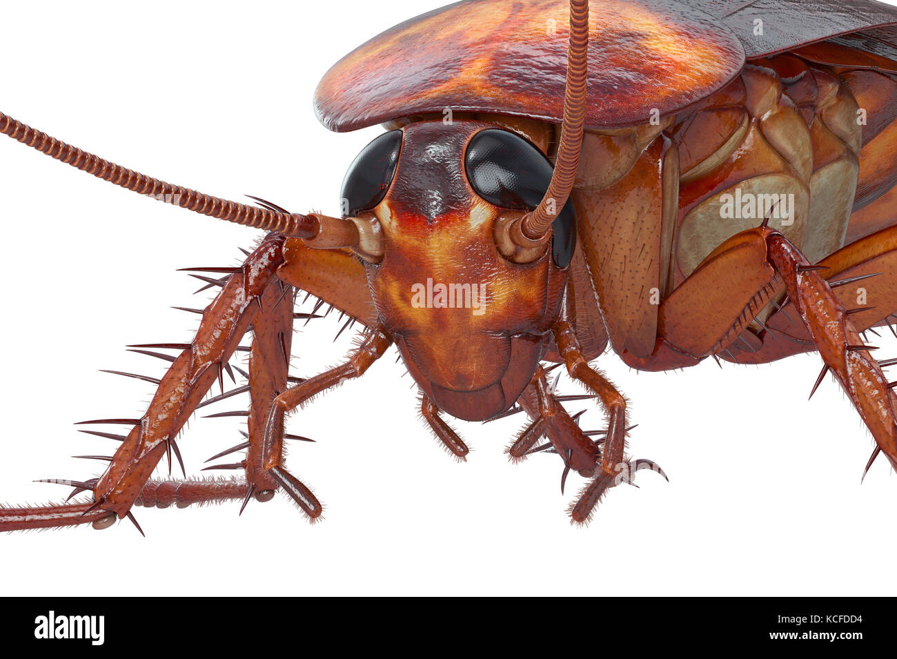 Cockroach bug brown roach, close view Stock Photo - Alamy