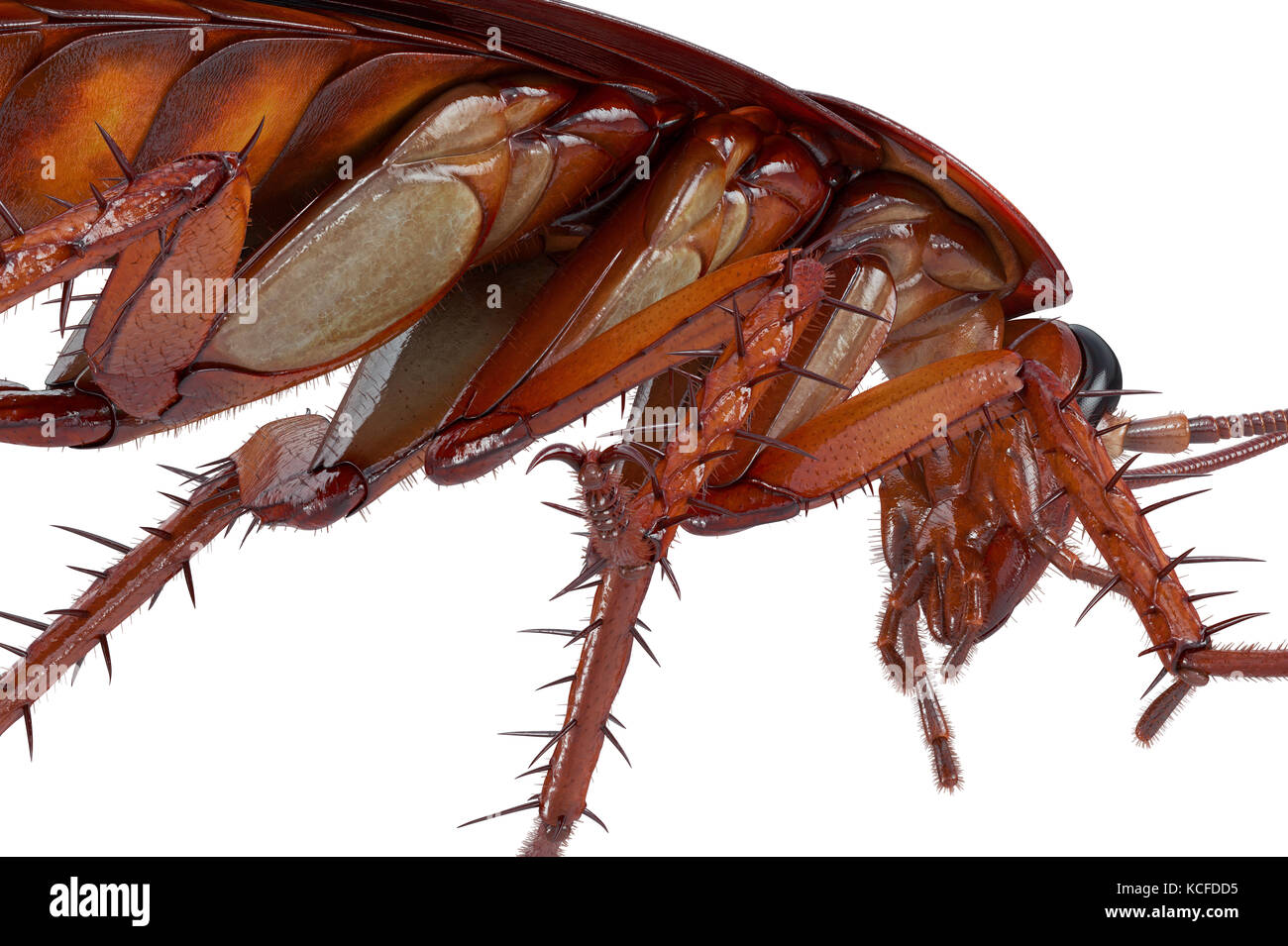 Cockroach bug american roach, close view Stock Photo - Alamy