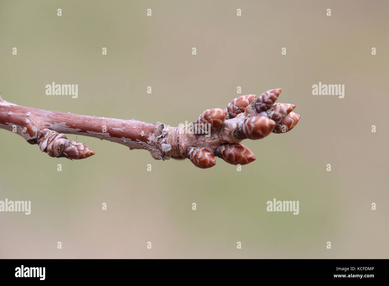 Cherry tree buds closed hi-res stock photography and images - Alamy