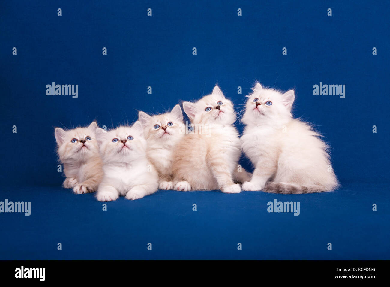 Five Neva masquerade kittens on blue background Stock Photo - Alamy