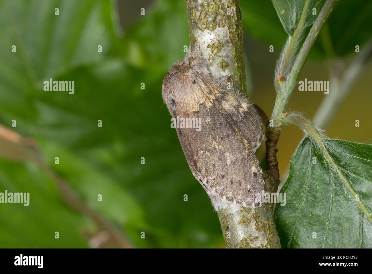 Buchen-Zahnspinner, Buchenspinner, Buchen-Spinner, Buchenzahnspinner ...