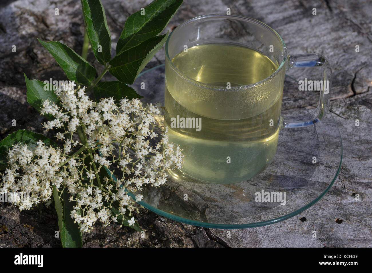 Holunderblüten-Tee, Holunderblütentee, Tee, Kräutertee, Heiltee ...