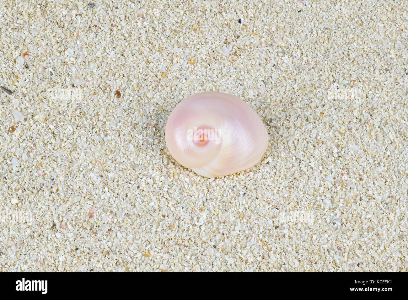 Neverita Didyma or moon shell isolated on beach sand. marine predatory ...