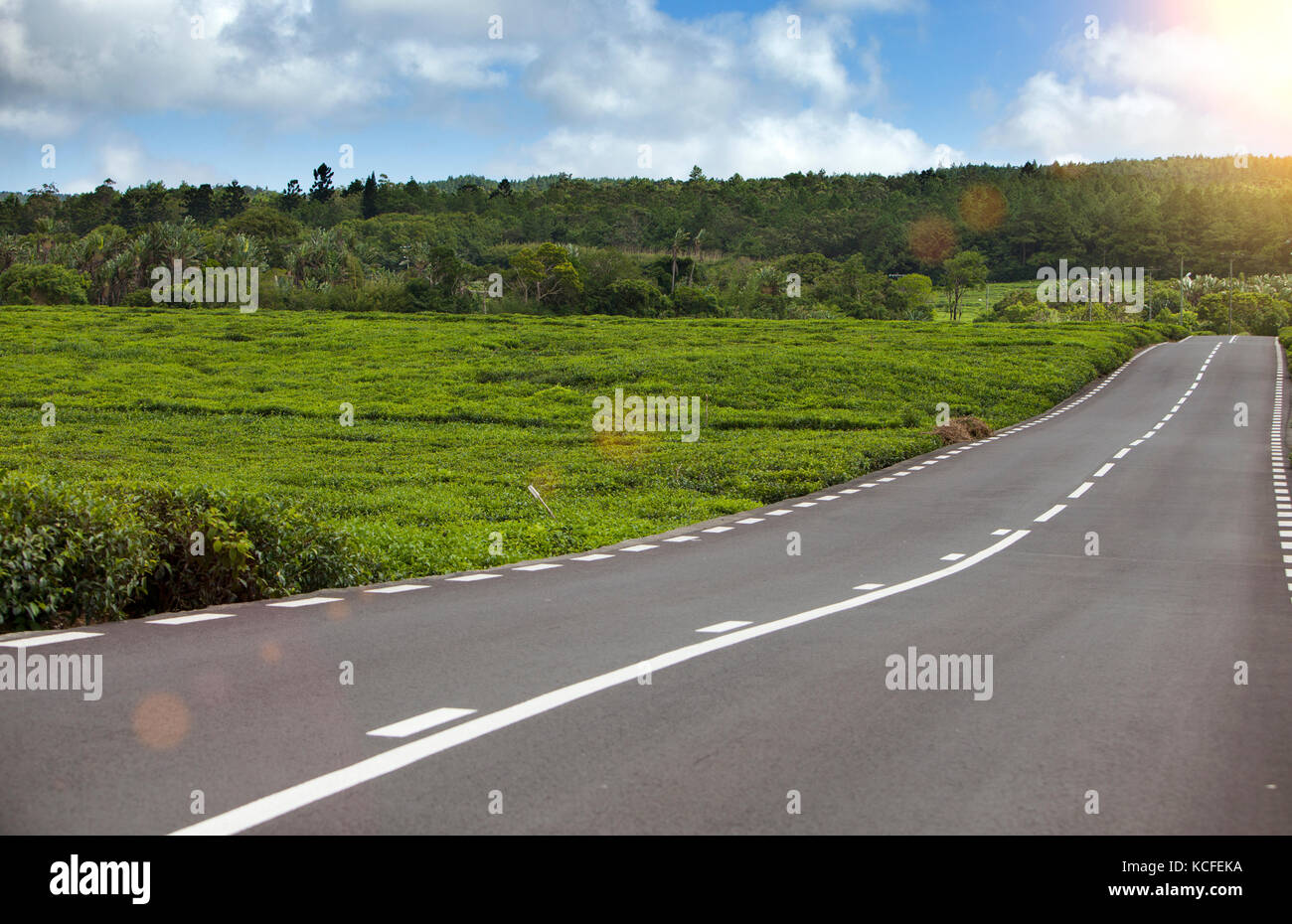 Mauritius. The road among green tea fields Stock Photo - Alamy