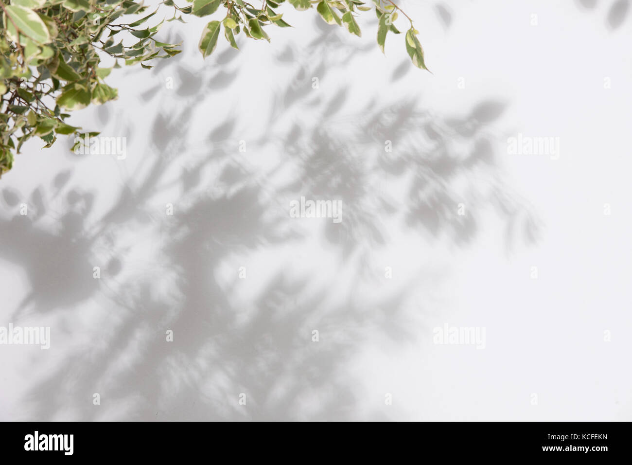 Tree, leaves, shadows, white background, Isolated Stock Photo - Alamy