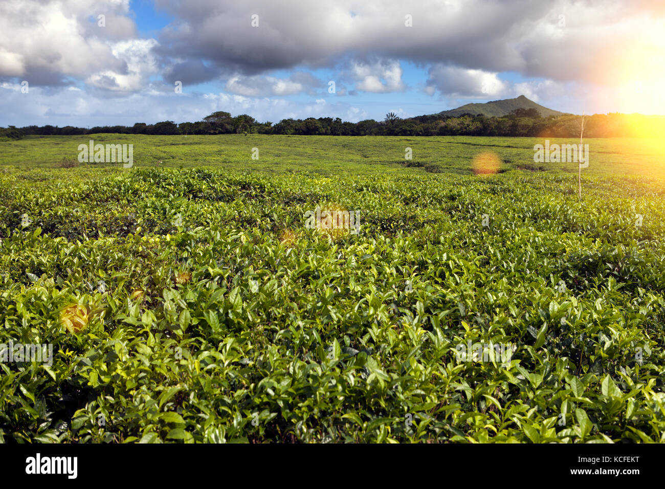 Bois cheri tea plantation mauritius hi-res stock photography and images ...
