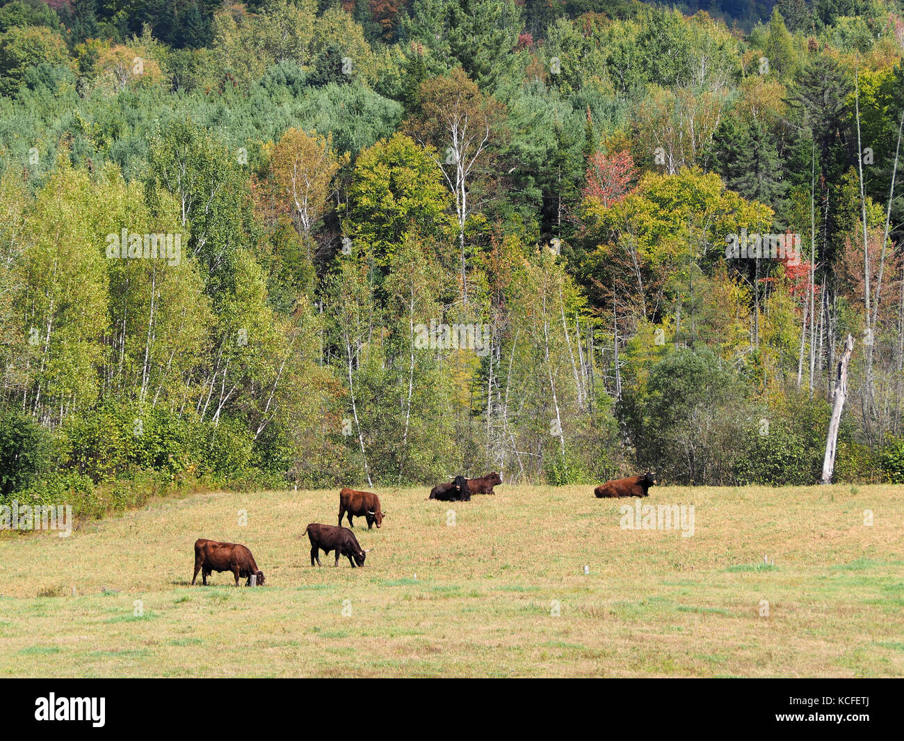 Quebec, Canada. Cattle grazing in field Stock Photo - Alamy