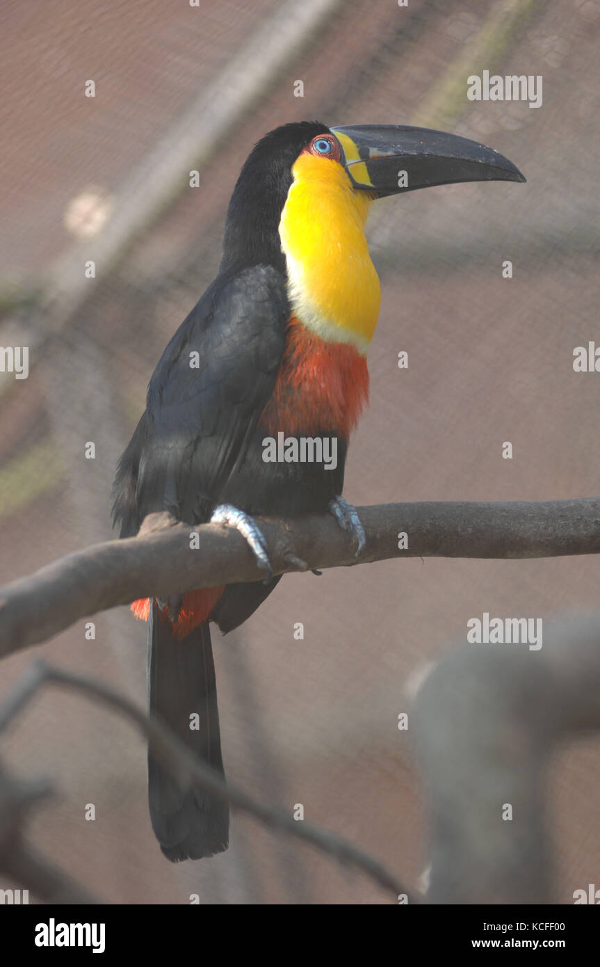 Chordata class hi-res stock photography and images - Alamy