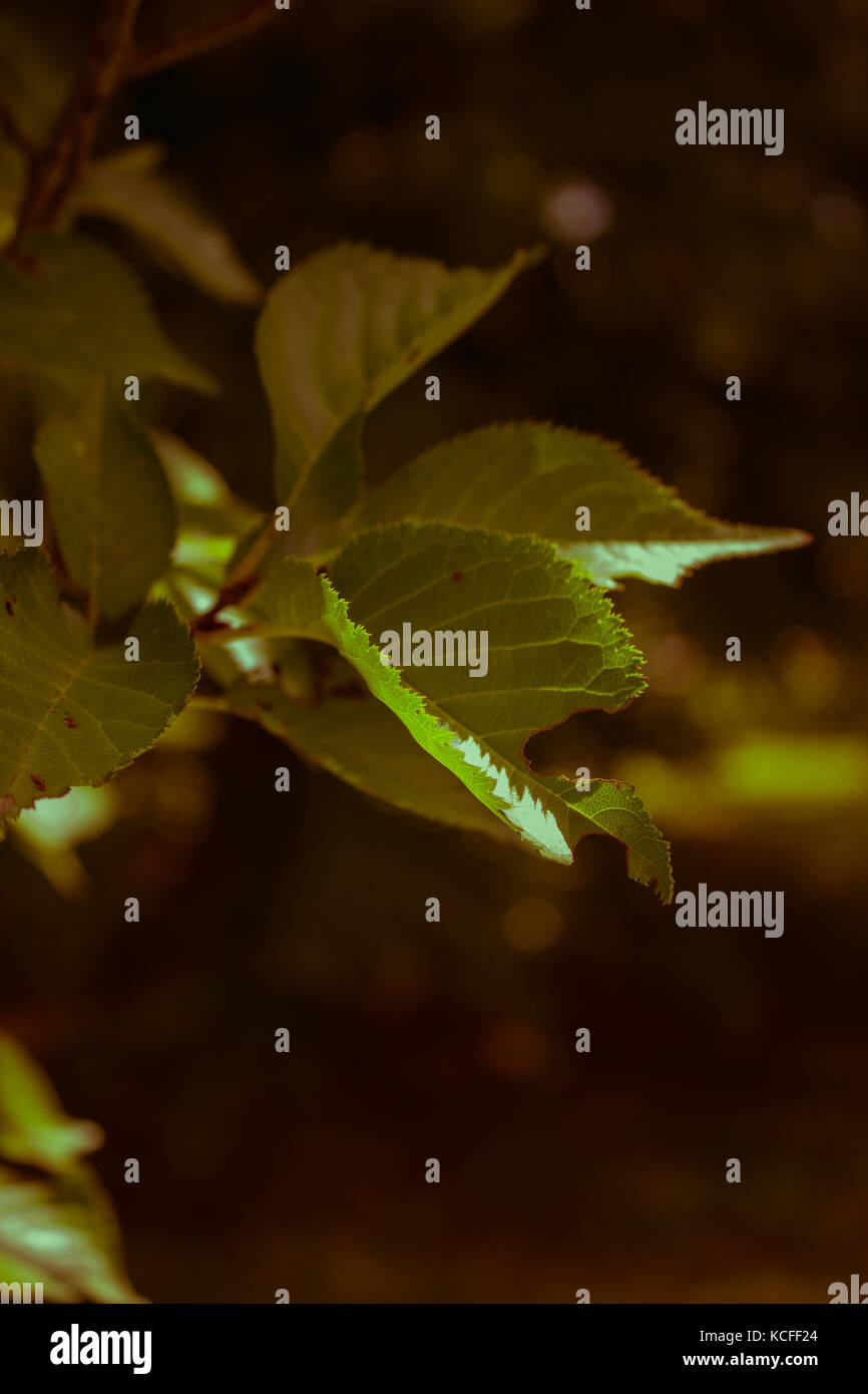 Lyrate leaves hi-res stock photography and images - Alamy