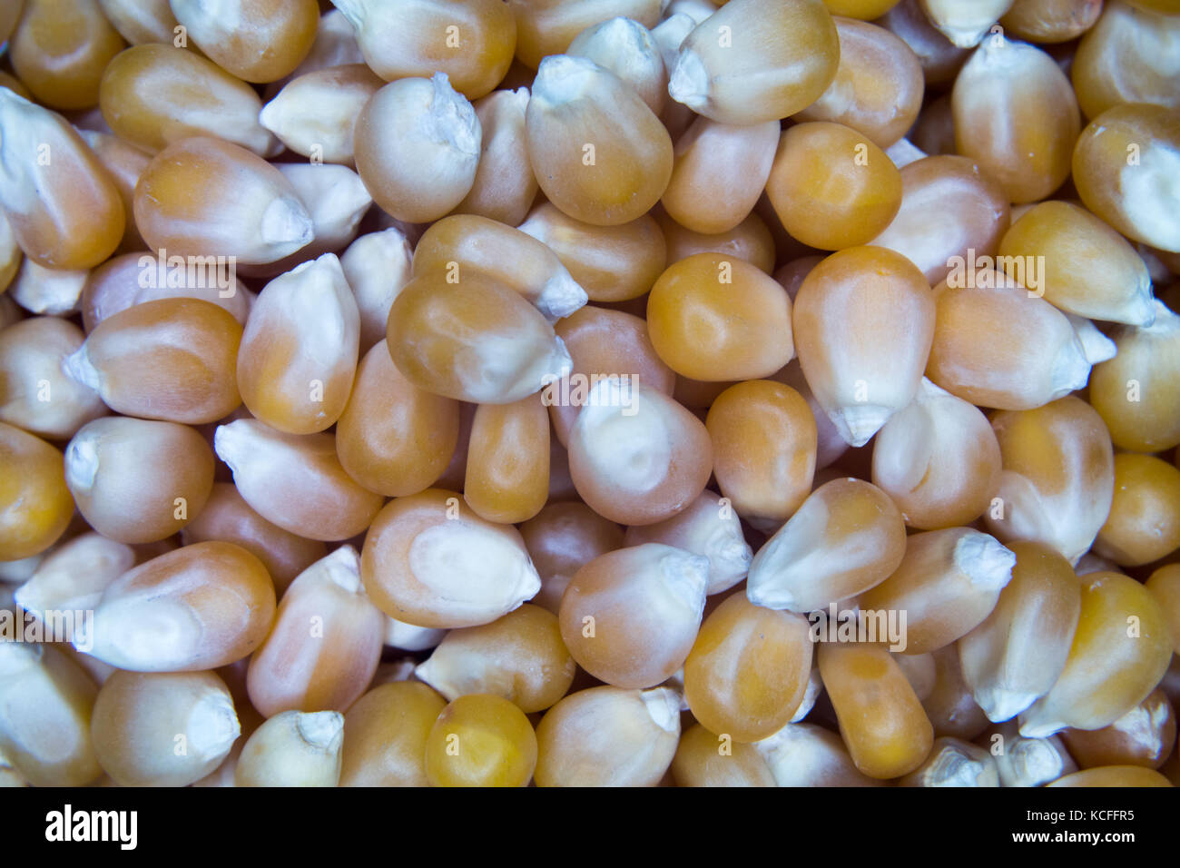 Dry corn seen from very close and up Stock Photo - Alamy