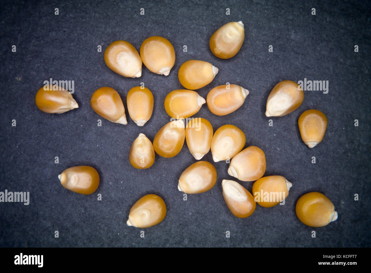Dry corn scattered on a slate floor Stock Photo - Alamy