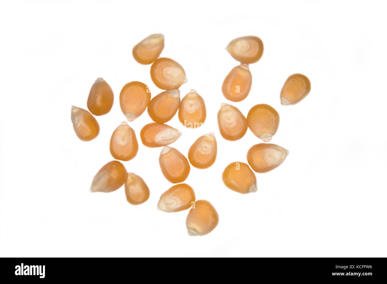 Dry corn scattered on a white plane Stock Photo - Alamy