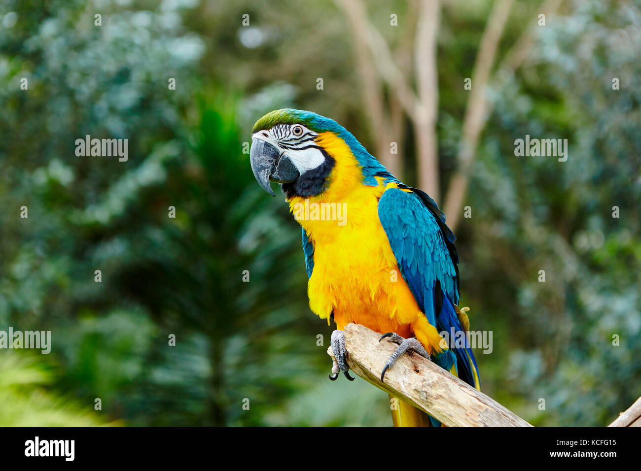 Bird, parrot, branch Stock Photo - Alamy