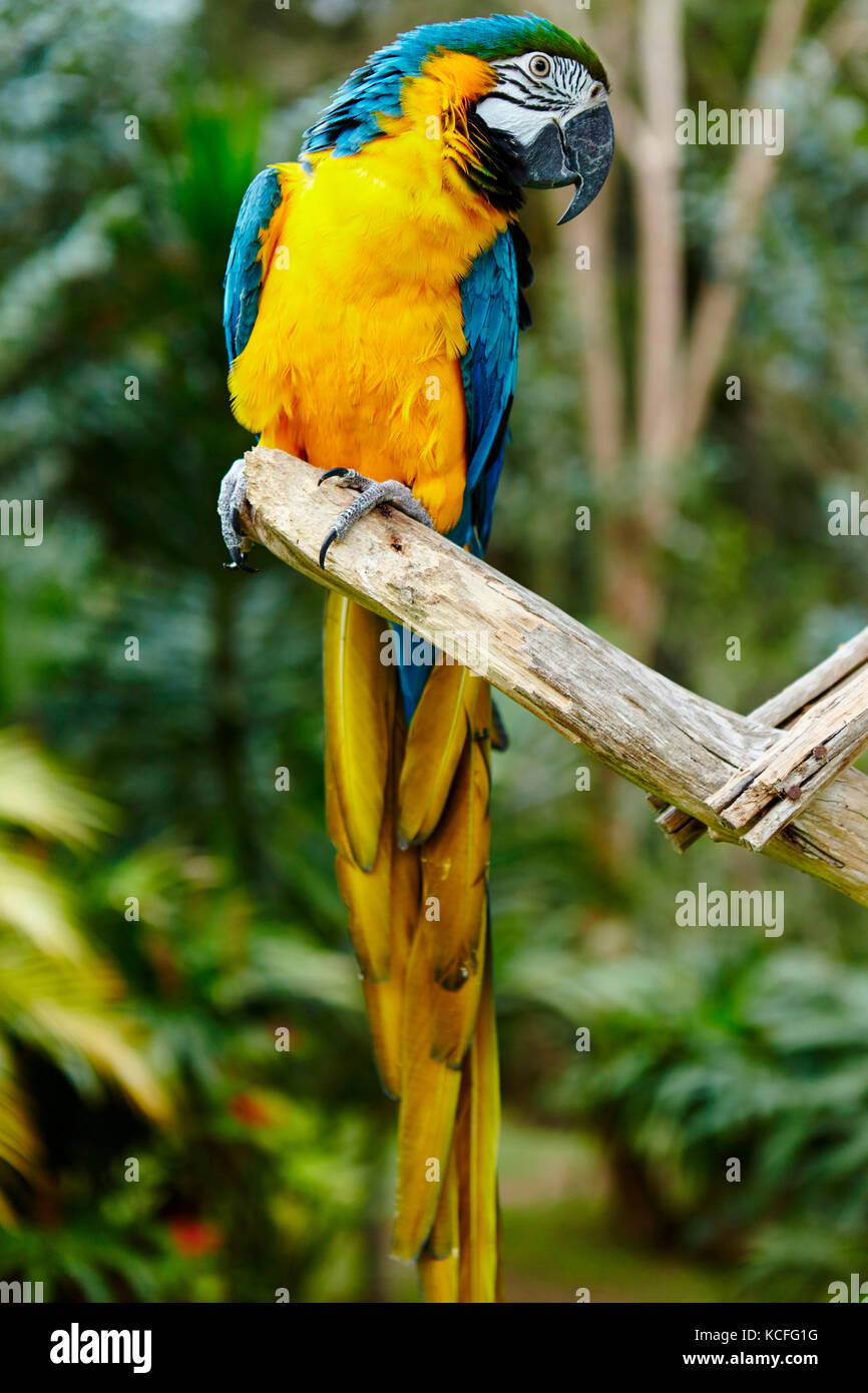 Bird, parrot, branch Stock Photo - Alamy