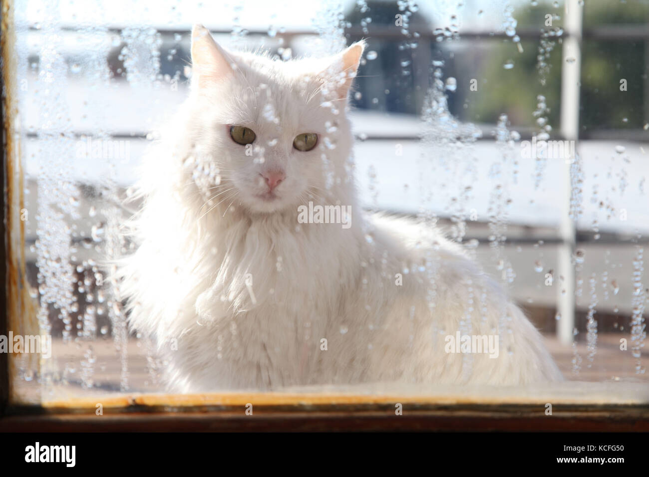 Animal, cat, window, glass, isolated Stock Photo - Alamy