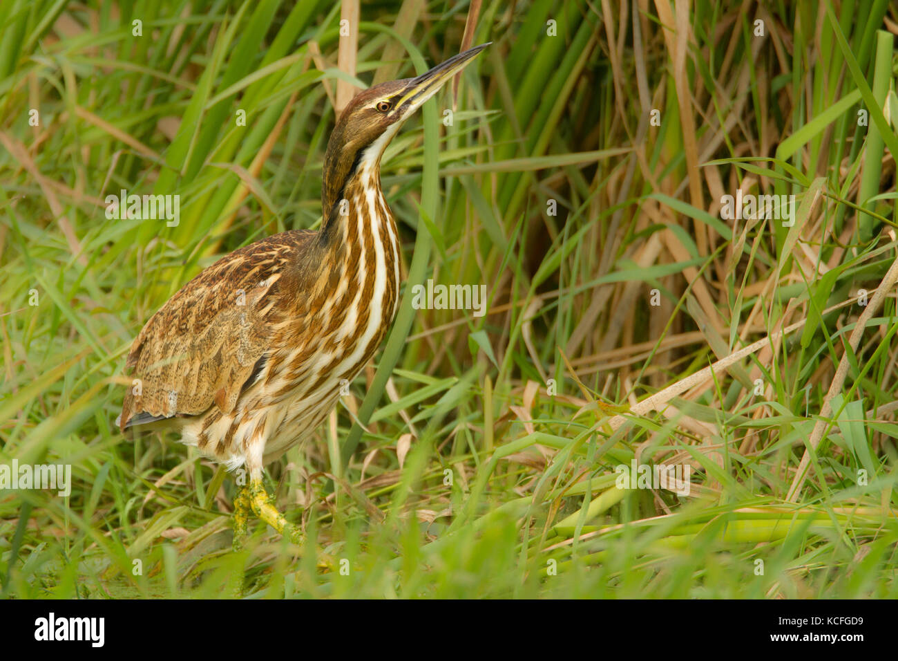 American Bittern, Botaurus lentiginosus, Swan Lake, Victoria, British ...