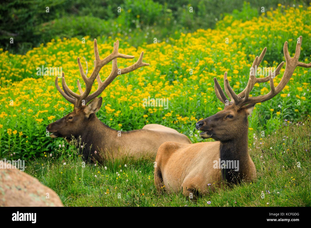 Two bull elk in a field Stock Photo - Alamy