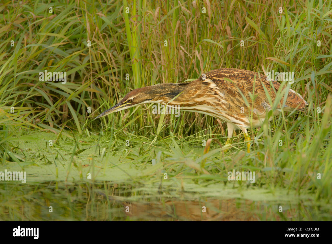 Bittern hi-res stock photography and images - Alamy