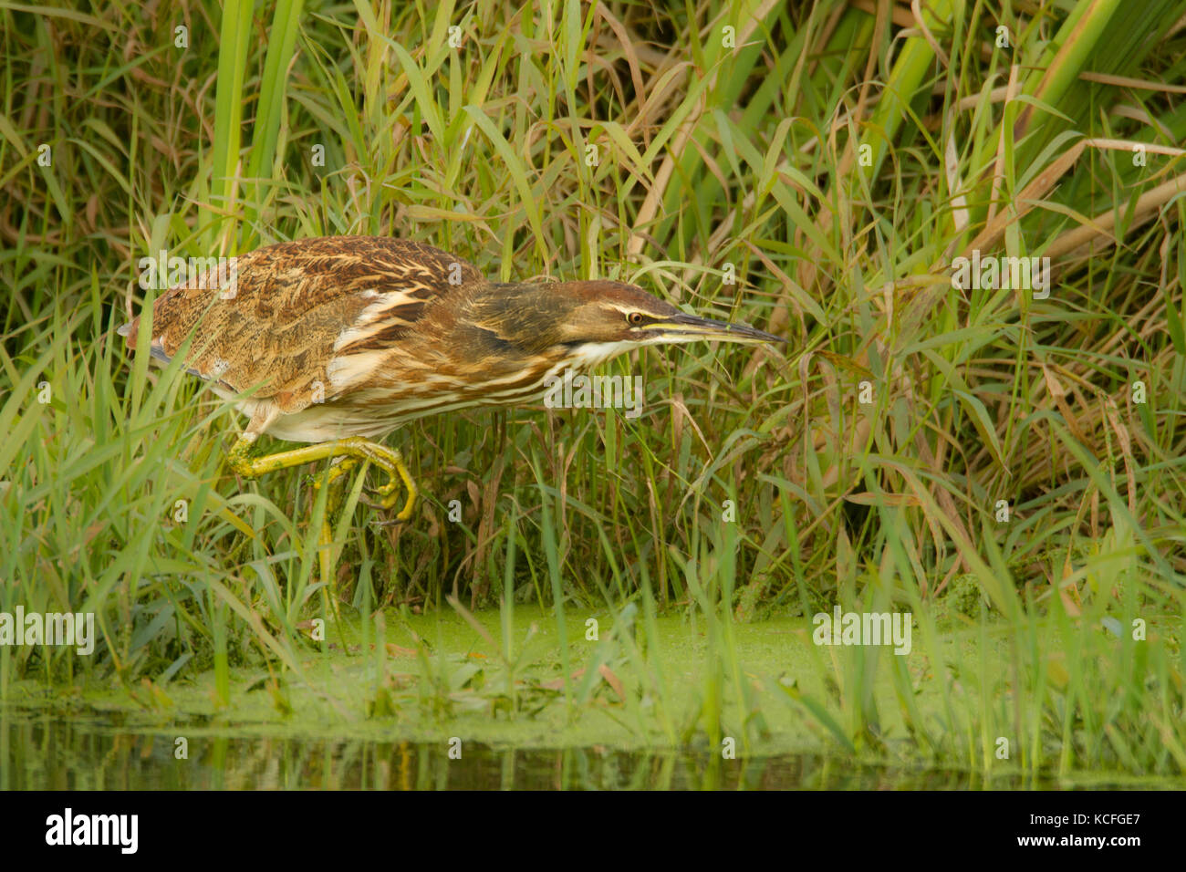 American Bittern, Botaurus lentiginosus, Swan Lake, Victoria, British ...