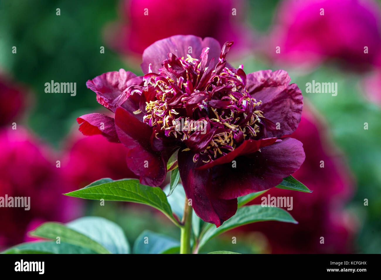 Deep red peony hi-res stock photography and images - Alamy