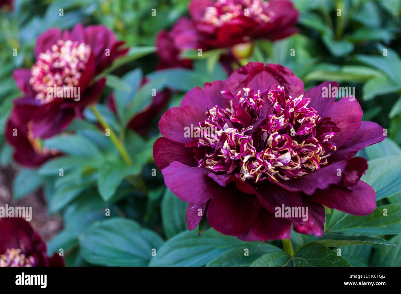 Paeonia Deep Red Peony, Peonies Stock Photo - Alamy